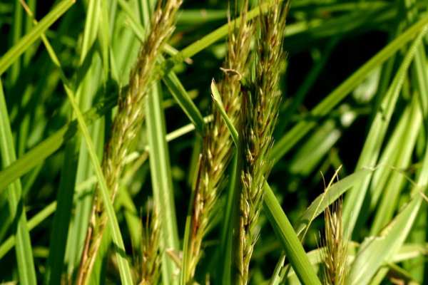 Virginia Wild Rye | MSD